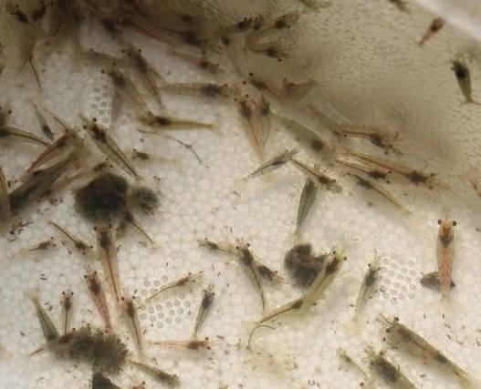 Fresh Water Aquarium Dwarf Shrimps and Plants